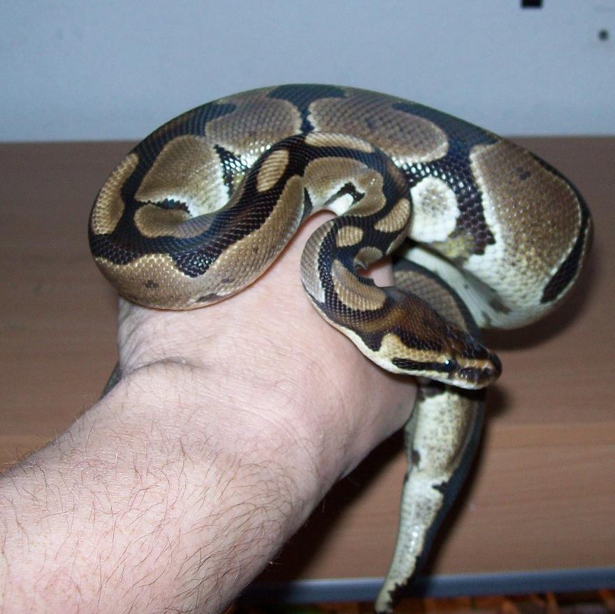Scotland - Female Het Albino Royal Python | Reptile Forums